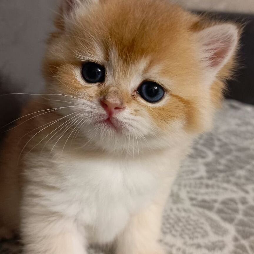 Британская золотая шиншилла