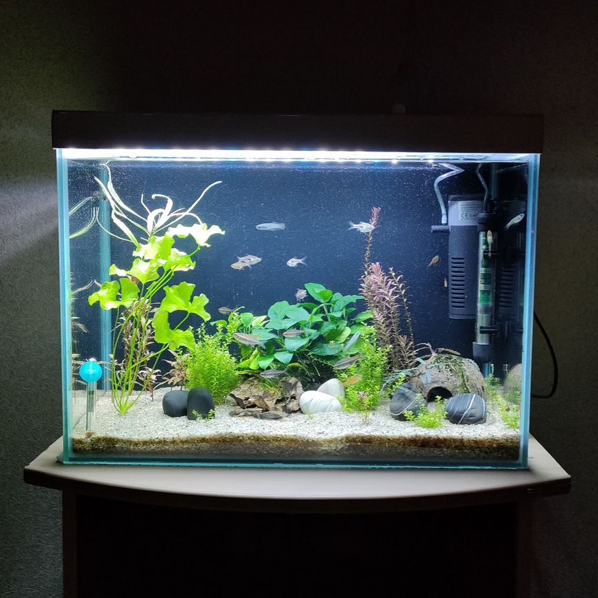 Аквариум с рыбками и растениями