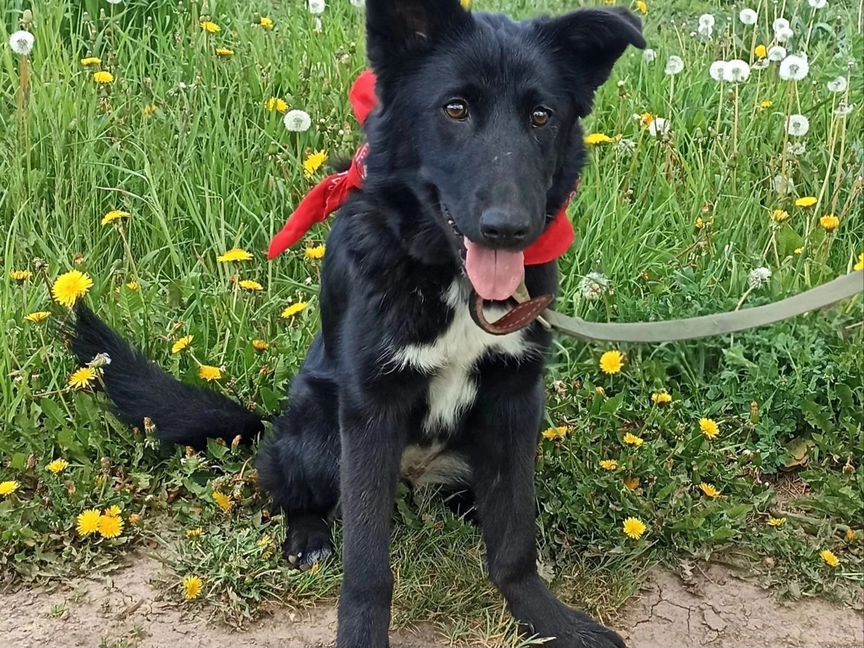 Луша домашняя собака в приюте