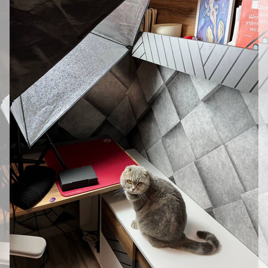 Шотландская вислоухая короткошёрстная кошка, взрослая