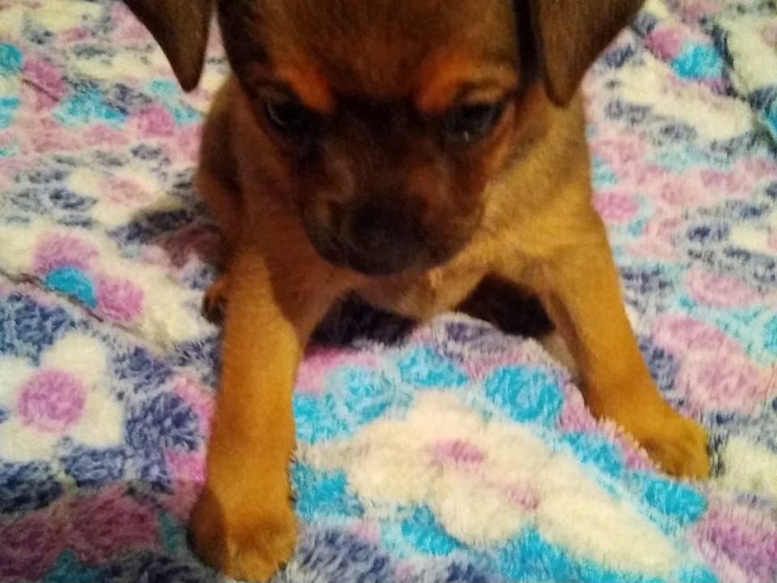 Щенки русский той-терьер