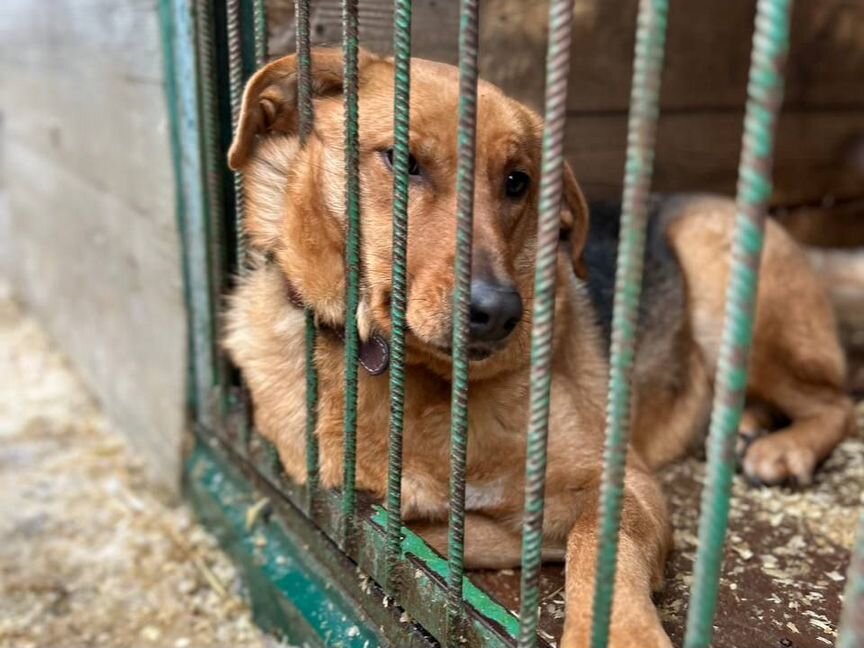 Красоточка Баффи. Приют Некрасовка. Собака в дар