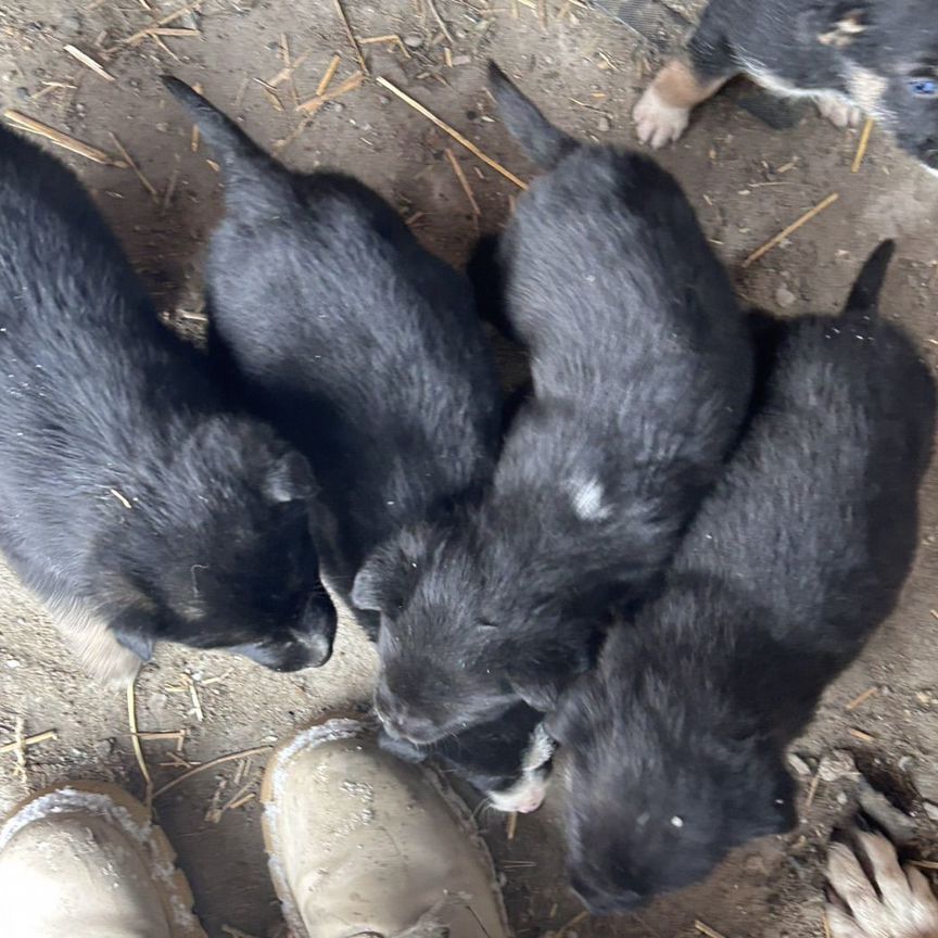 Щенок в добрые руки