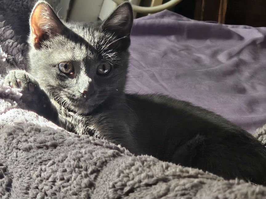 Котенок метис