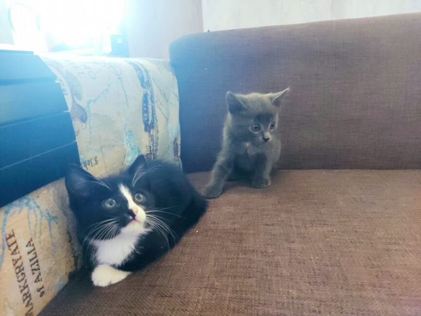 Кошки в добрые руки