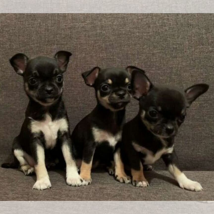 Щенки чихуахуа