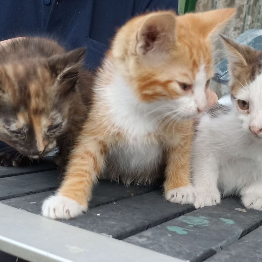 Котята в добрые руки от домашней кошки