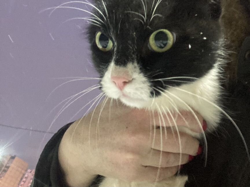 Котик Шерри