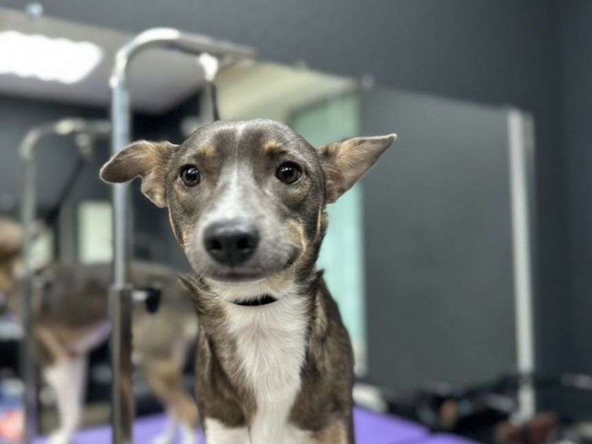 Шеллии стерилизована