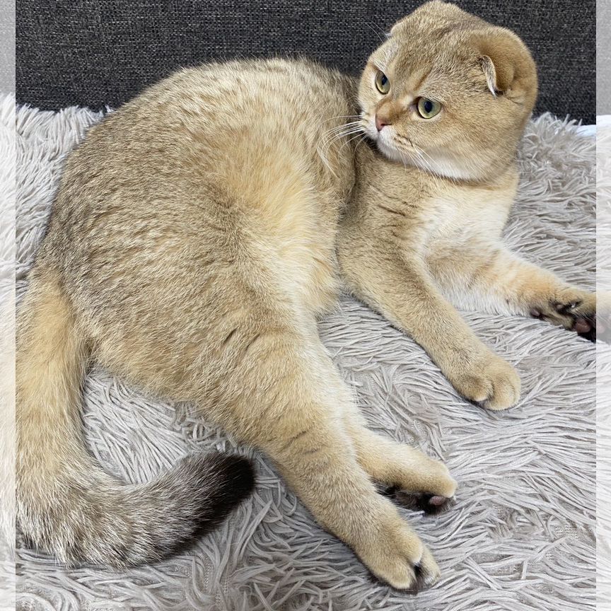 Ищу котика на вязку