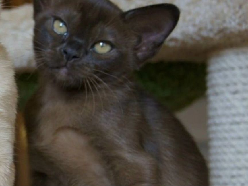 Бурманская