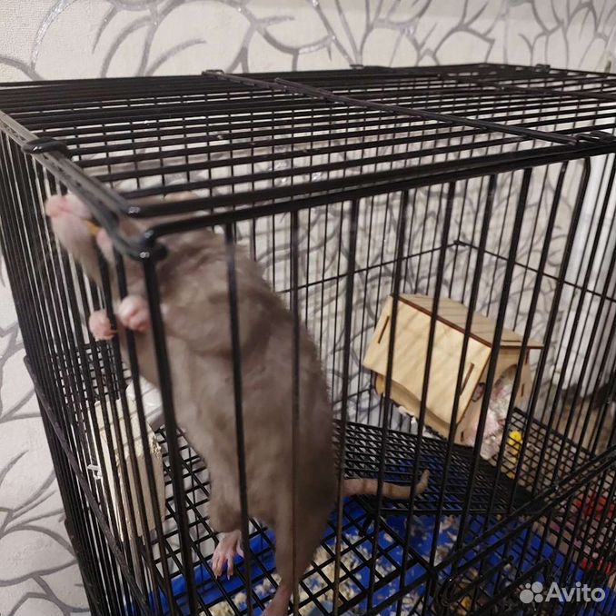 Крыса Дамбо шиншила