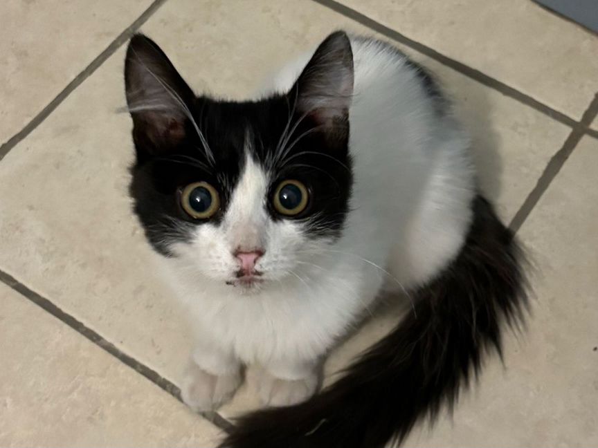 Найдена кошка