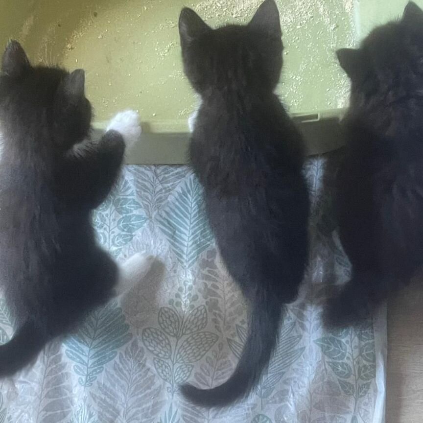 Котятки в добрые руки