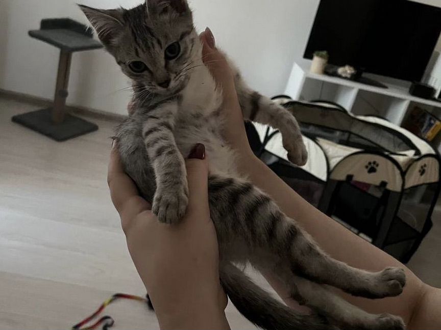 Котенок 3 месяцев с вещами