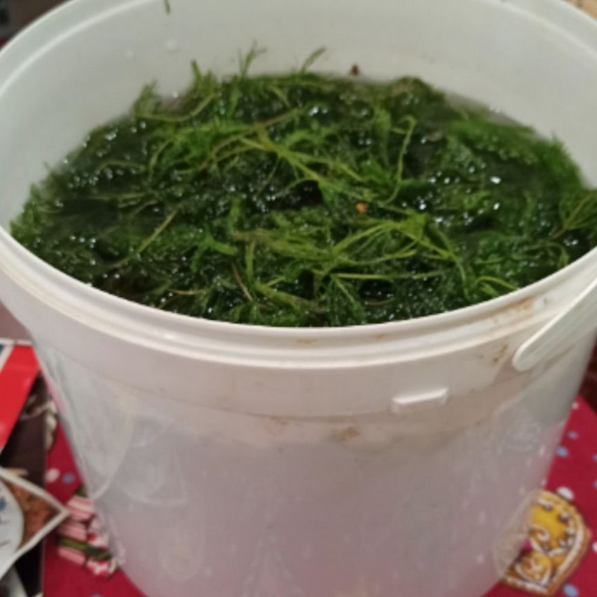 Роголистник