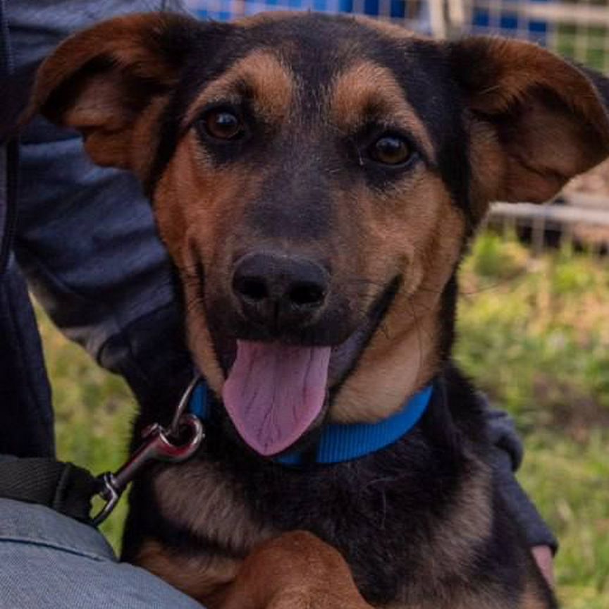 Щенок в добрые руки