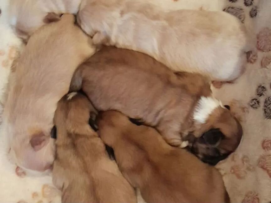 Щенки королевского пекинеса