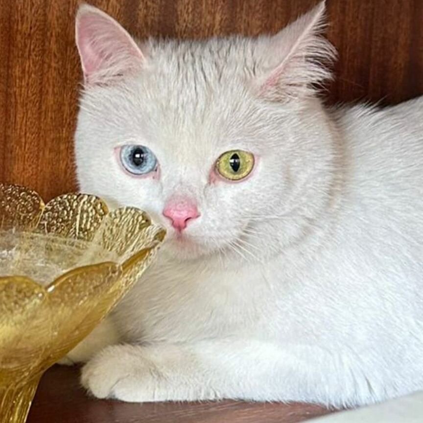 Красивая кошка в добрые руки