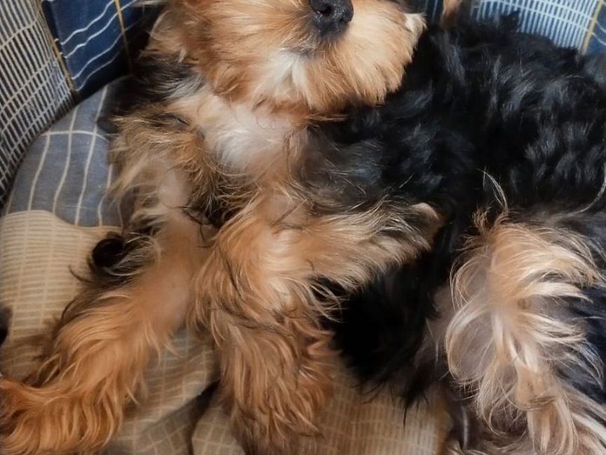 Йоркширский терьер