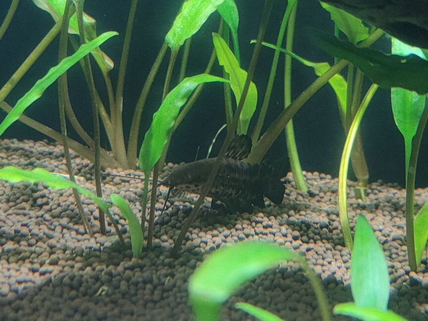 Рыба торакатум