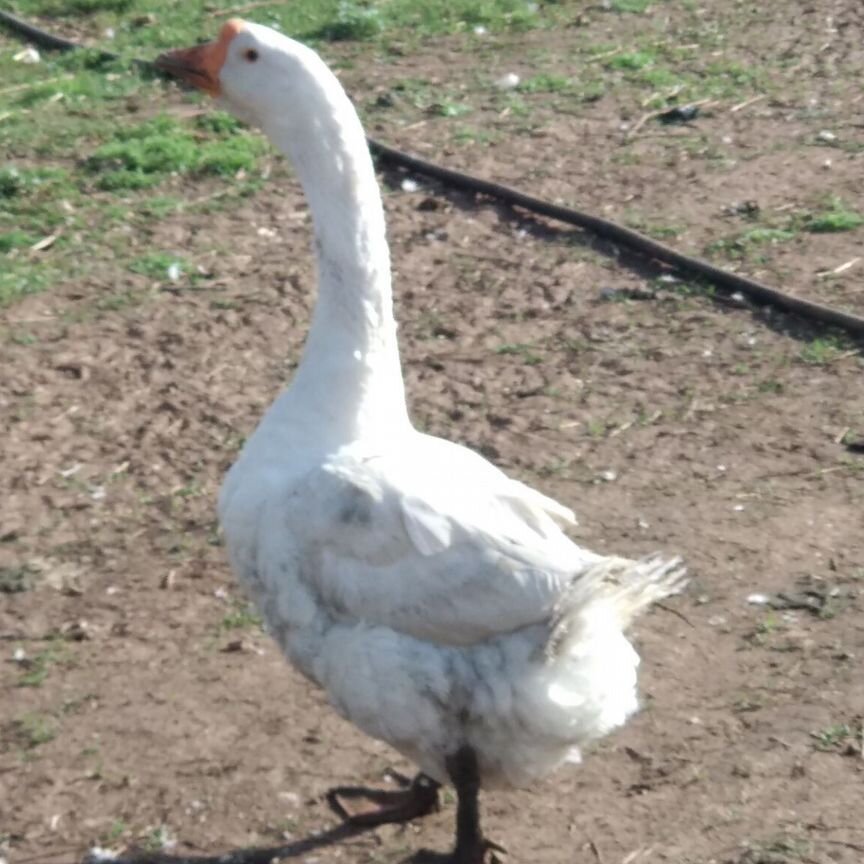 Гусак Линда