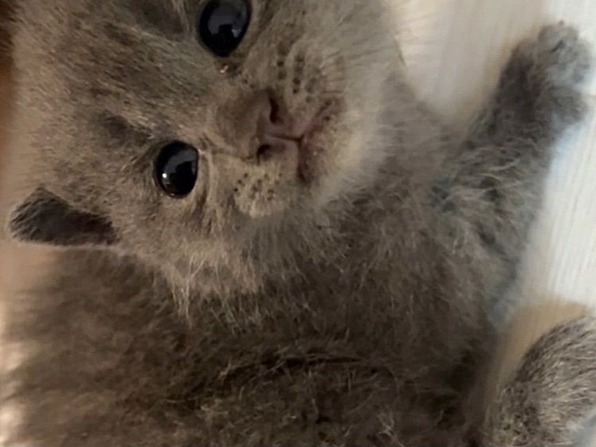 Отдам котенка в добрые руки