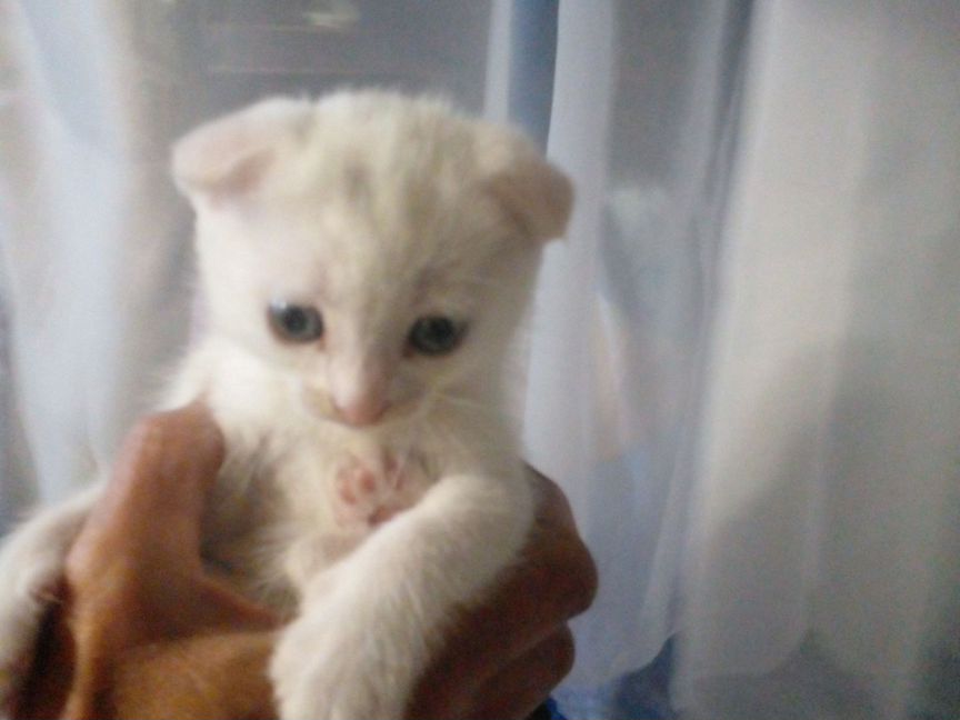 Шотландские вислоухий котята