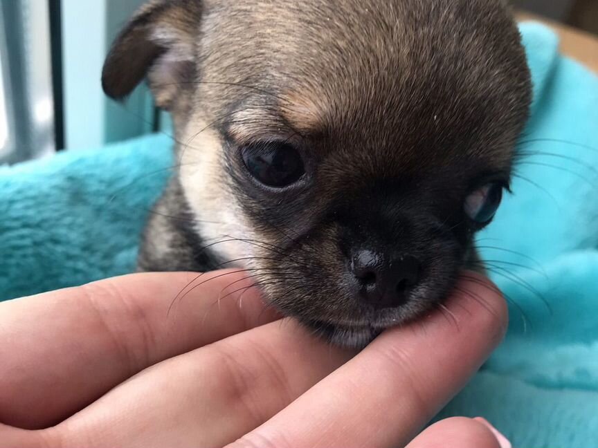 Осталась мини девочка