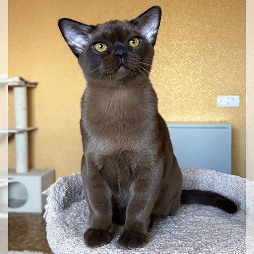 Европейский бурманский котёнок