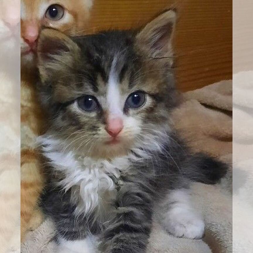 Котёнок в добрые руки