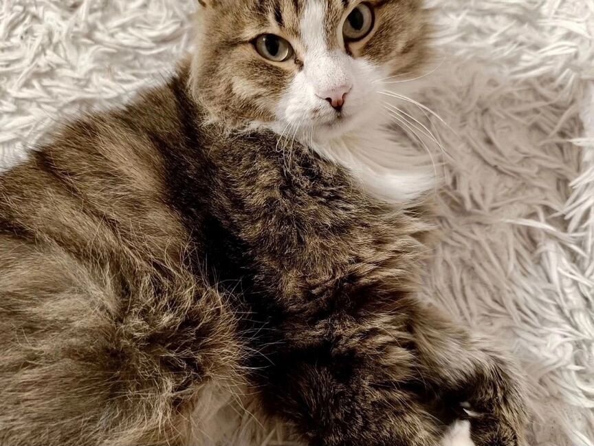 Сибирский котофей