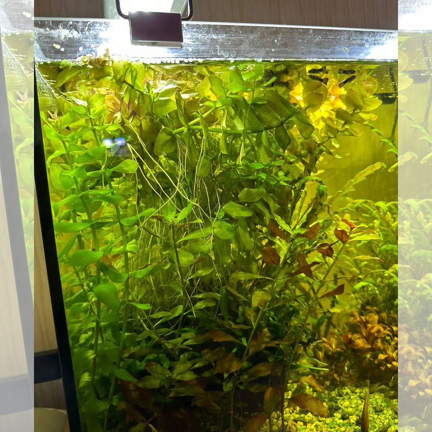 Бакопа Каролинская аквариумное растение
