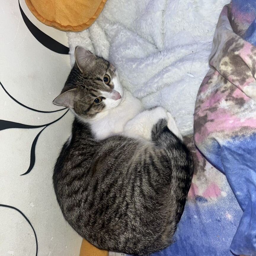 Потерерялся котик