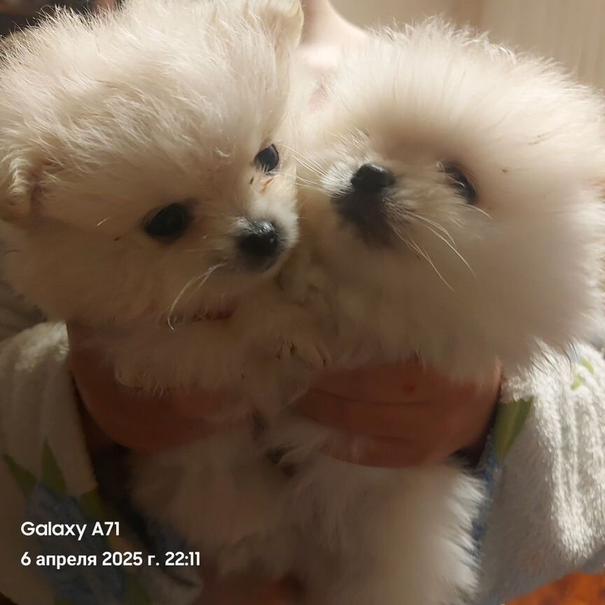 Шпиц померанец