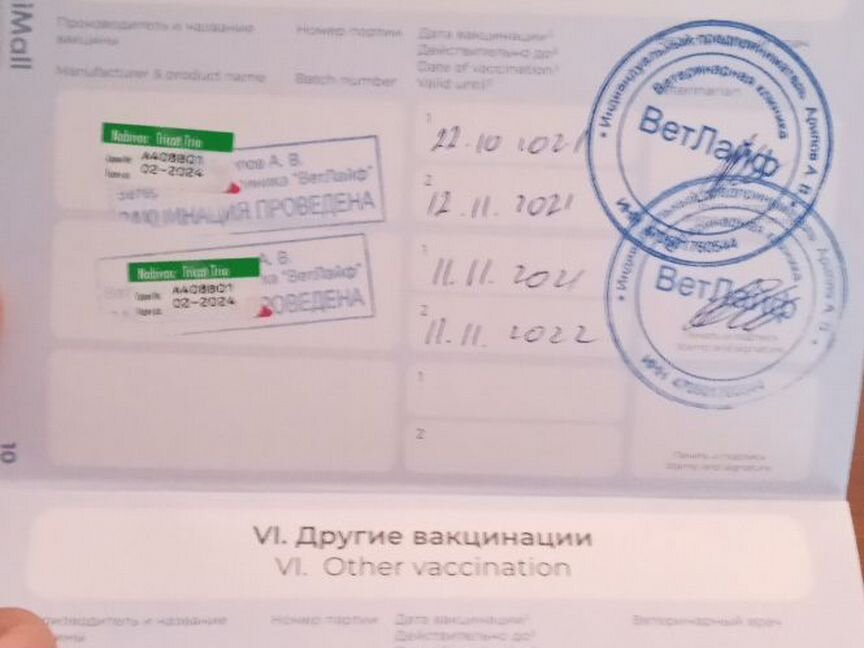 Домашние животные кошки