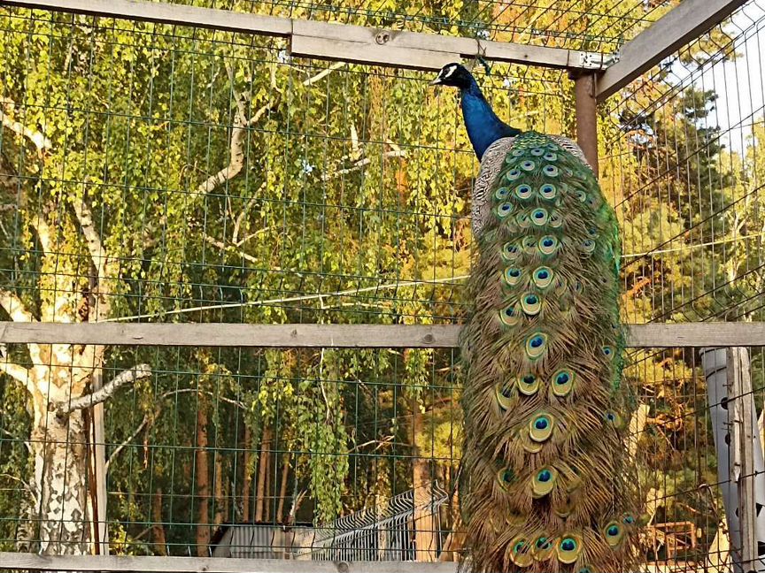 Индийский павлин