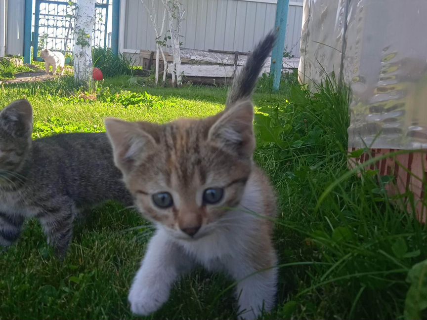 Котята (кошечки) в добрые руки