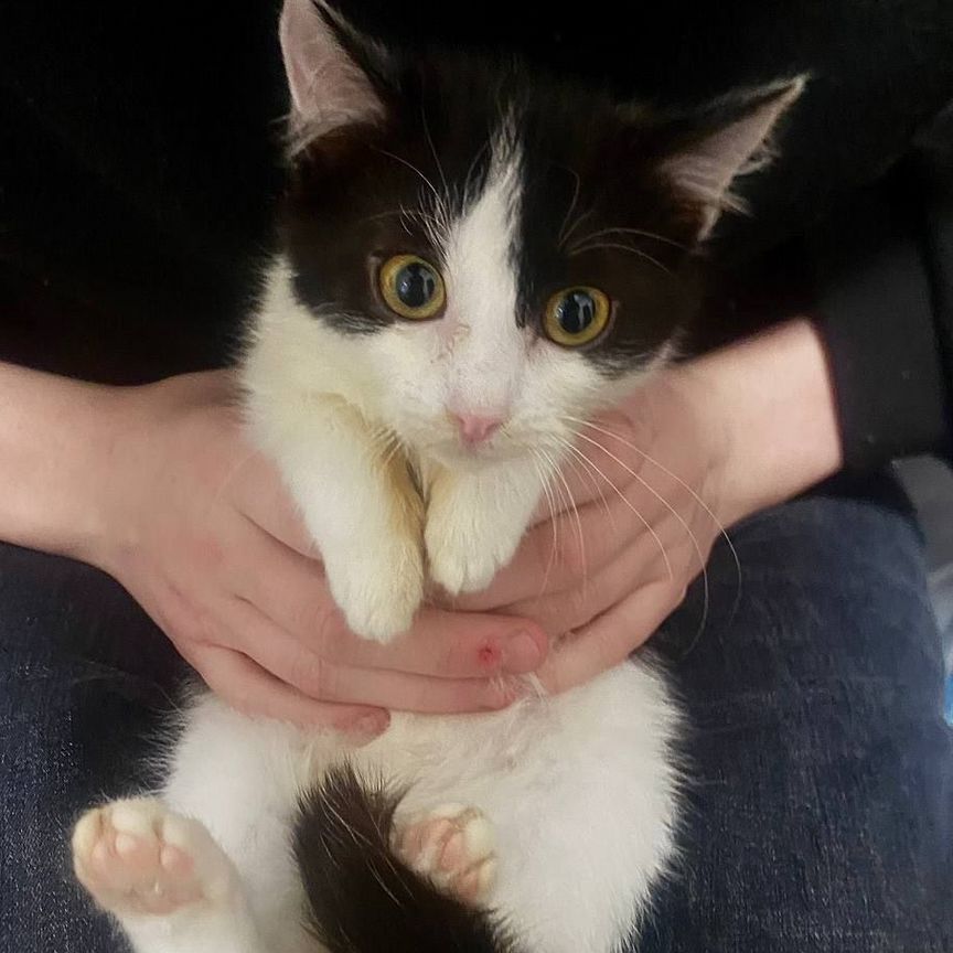 Котёнок в добрые руки