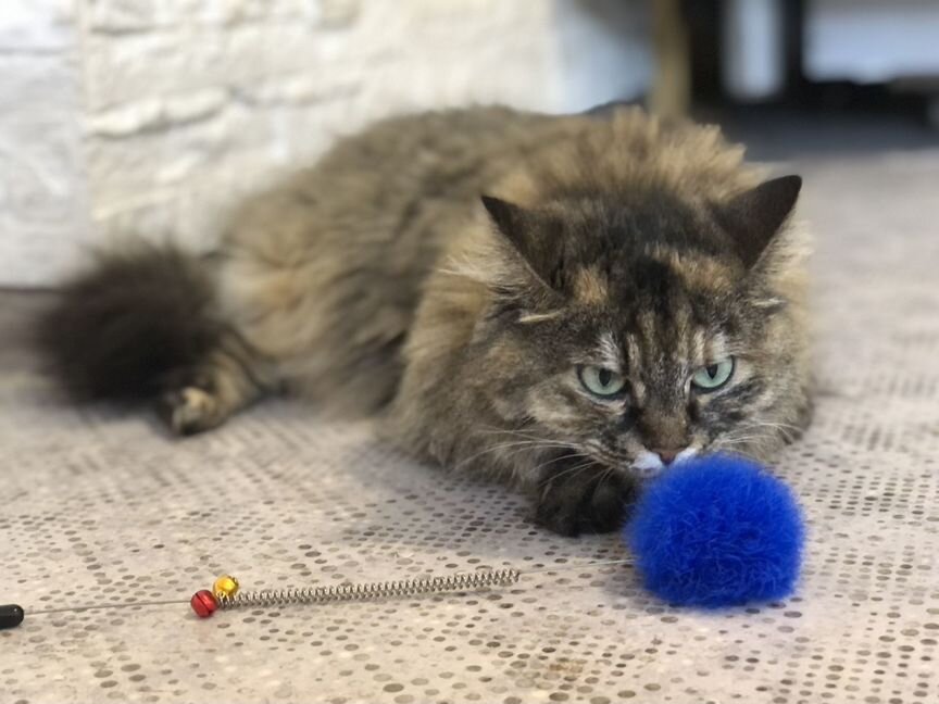 Пушистая кошечка в добрые руки