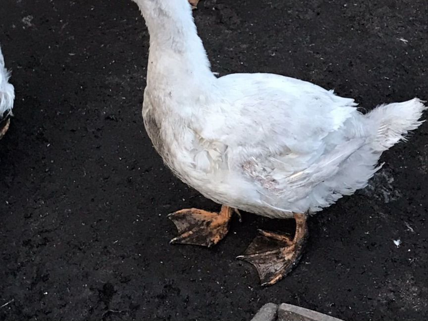 Домашняя утка