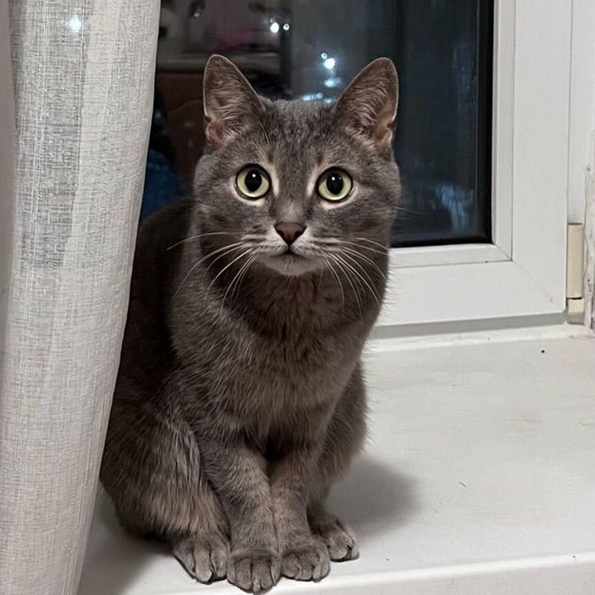 Ласковая стервозина в поиске дома