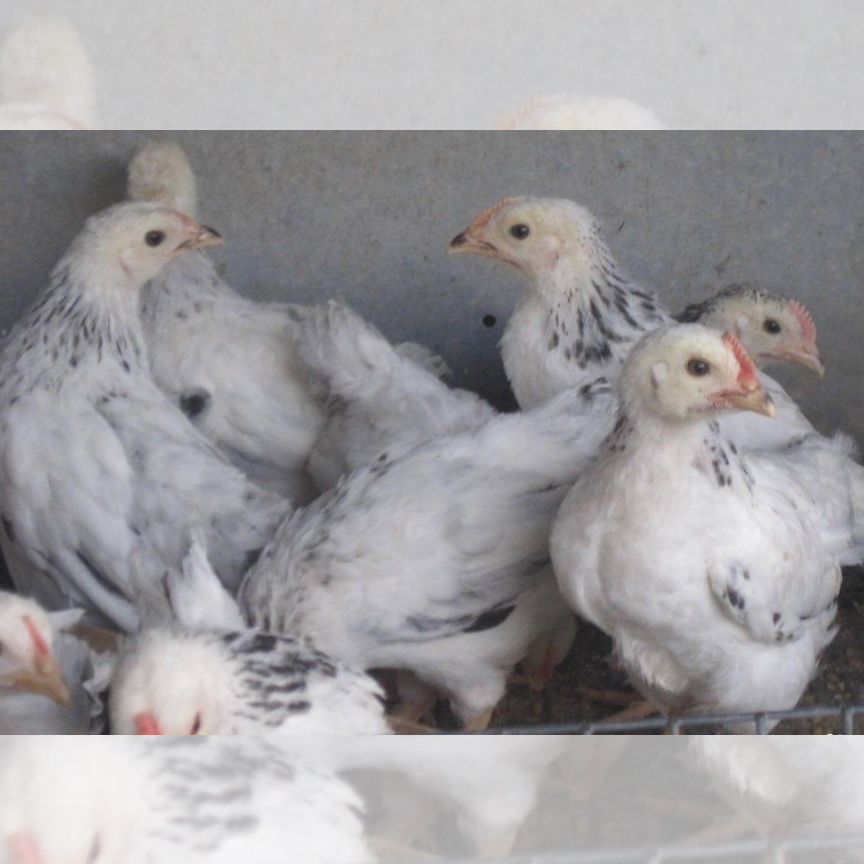Цыплята Адлерская Серебристая 10 дней