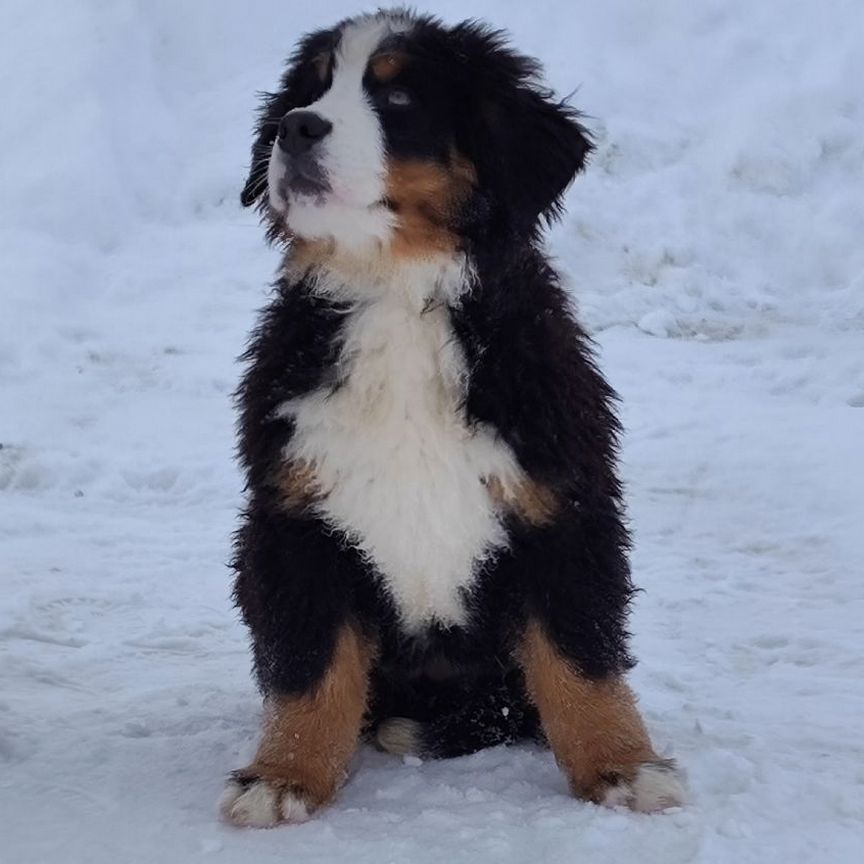 Бернский зенненхунд, щенок