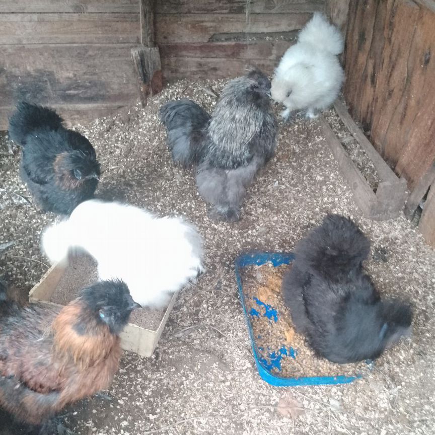 Шелковые китайские курочки