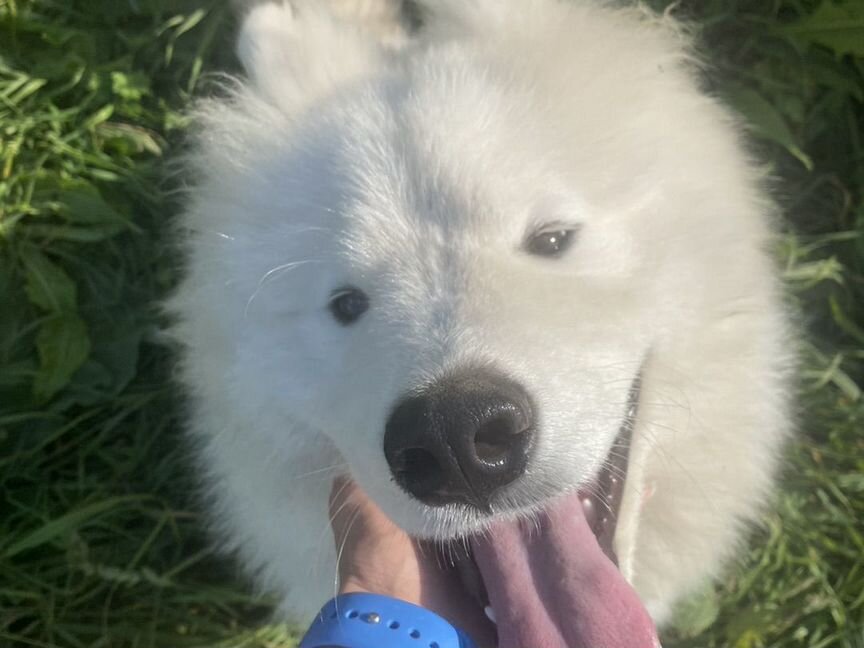 Самоедская лайка