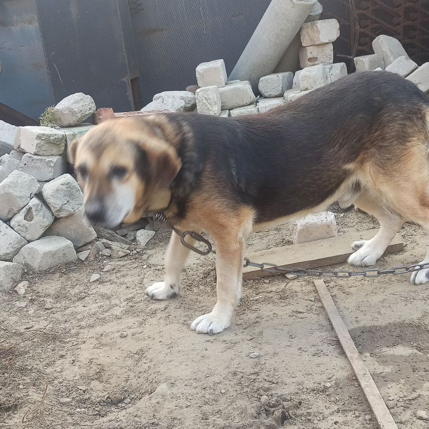 Собака бесплатно