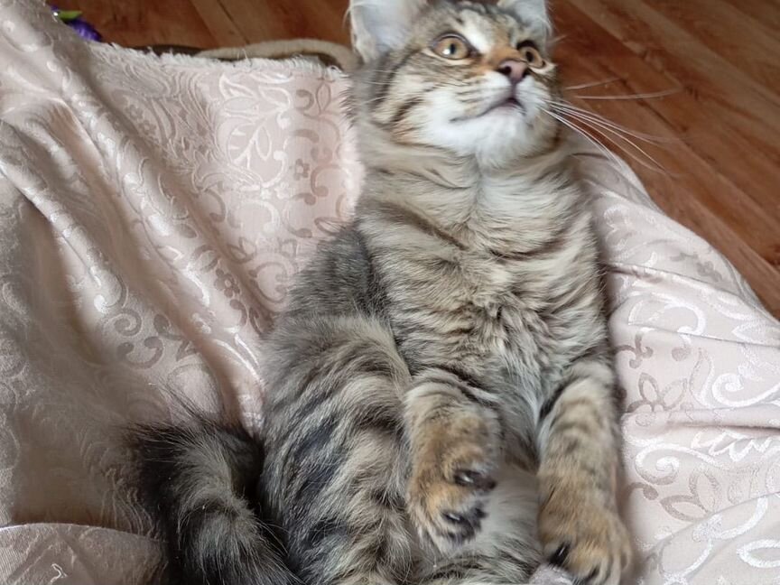 Котята
