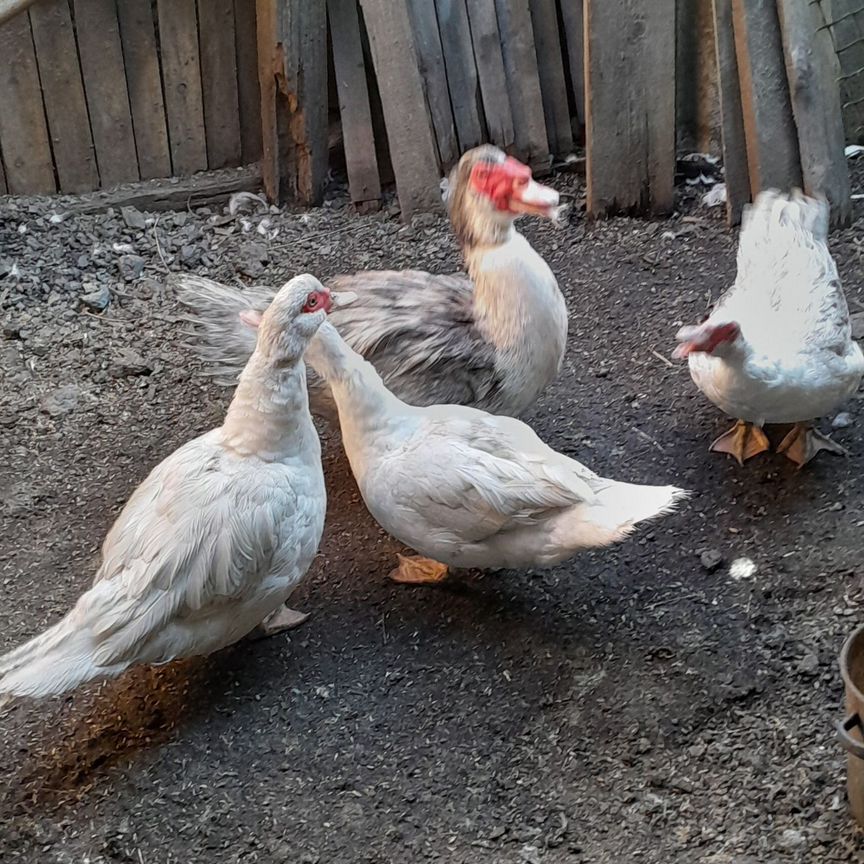 Индоути тяжёлая линия