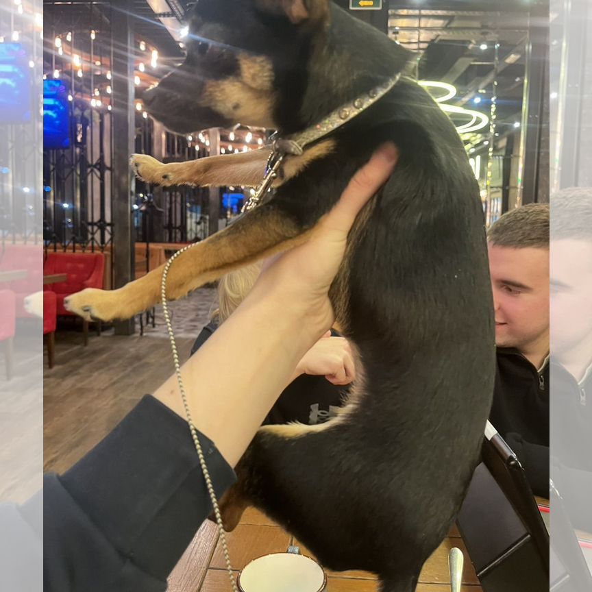 Русский той-терьер, щенок